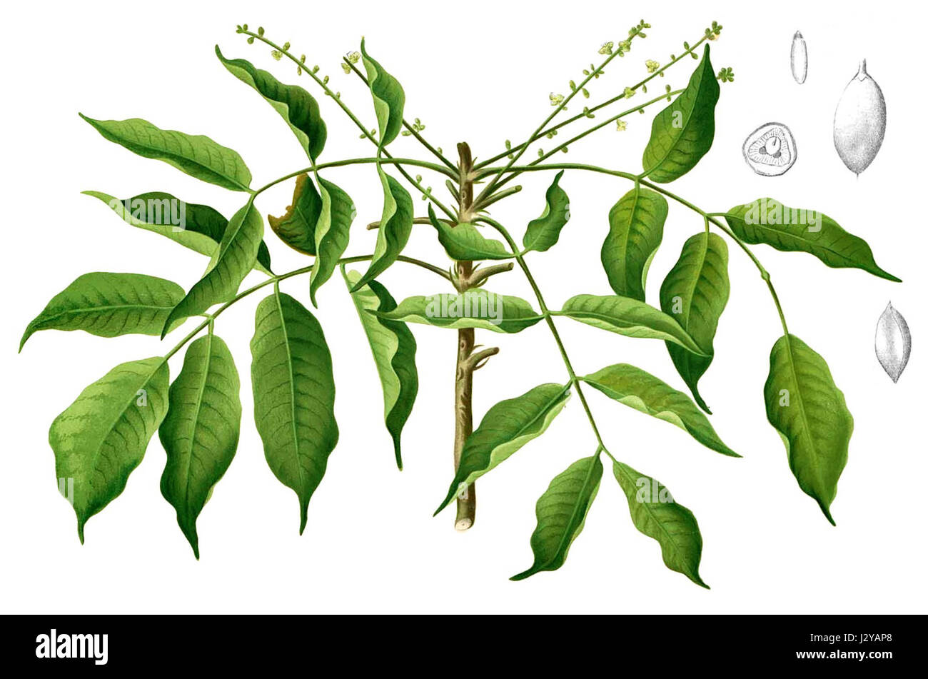 Burseraceae is a family of plants known for their aromatic resins. The species depicted here is ...