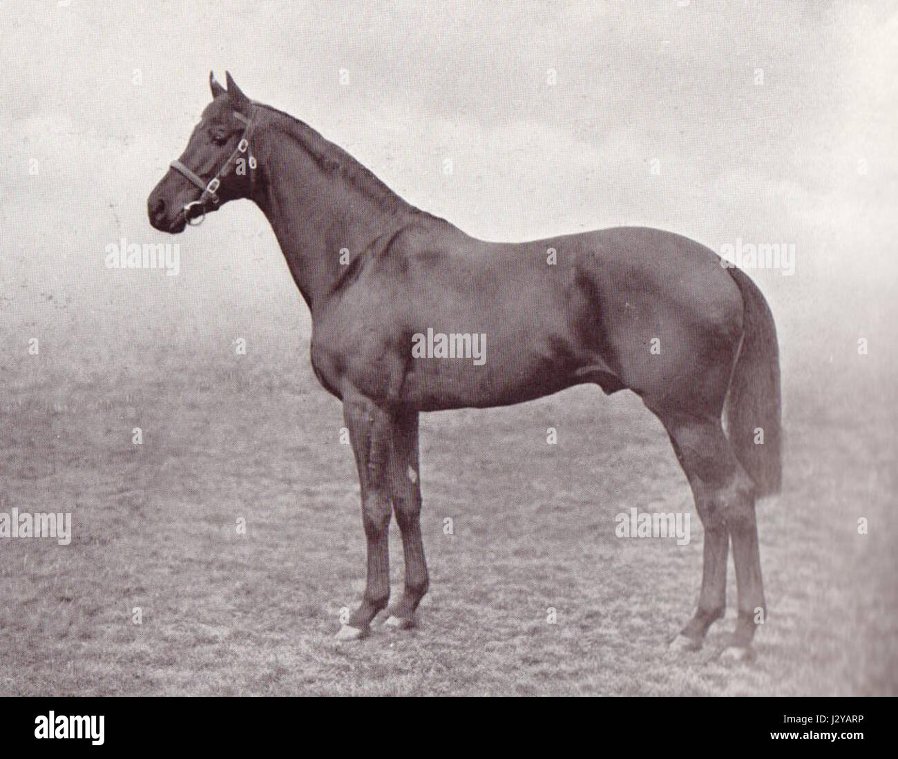 Cameronian hi-res stock photography and images - Alamy