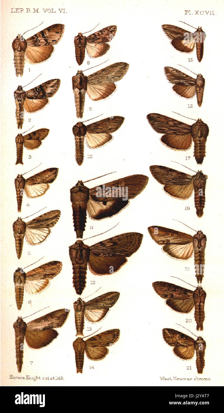 Plate xcvii hi-res stock photography and images - Alamy