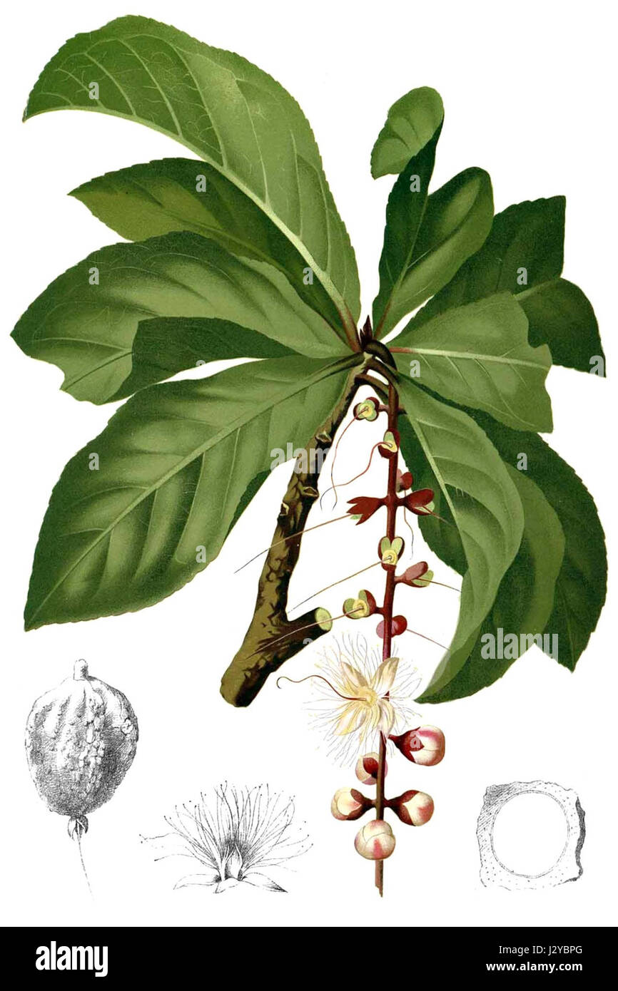 Barringtonia racemosa is a species of plant in the Lecythidaceae family ...