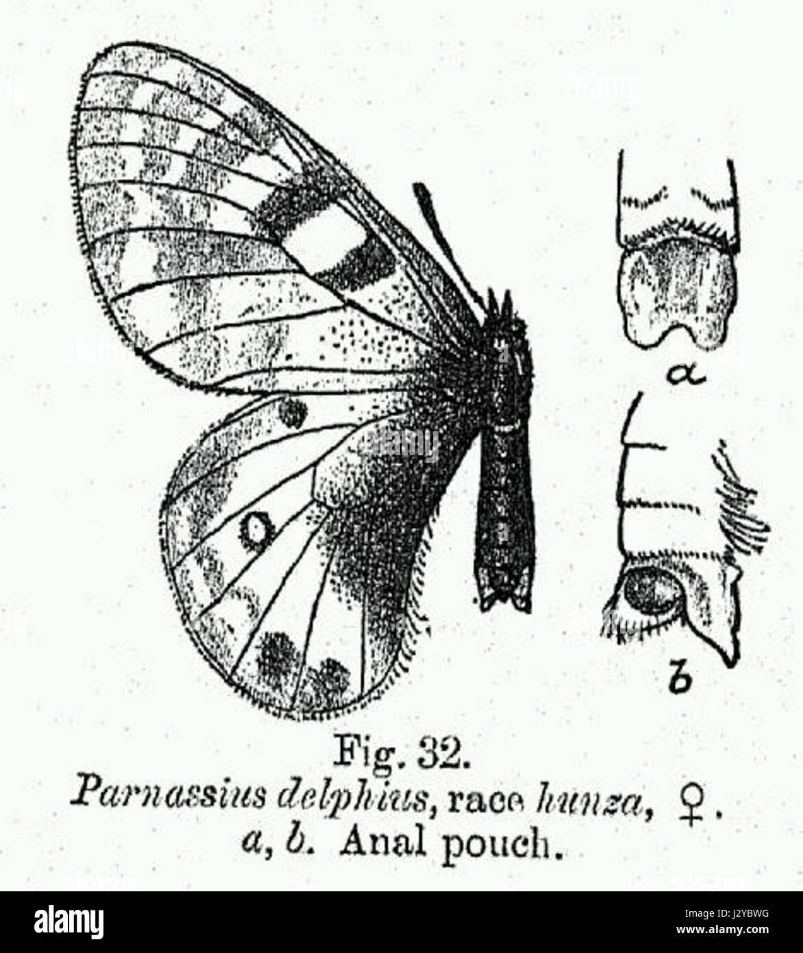 Parnassius delphius hi-res stock photography and images - Alamy