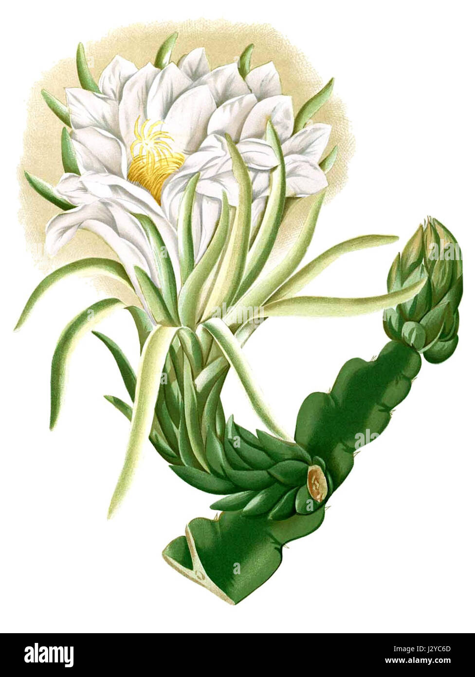 Cereus triangularis, a species of cactus, is native to the Americas and ...