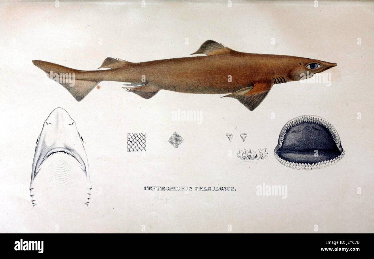 Centrophorus shark hi-res stock photography and images - Alamy