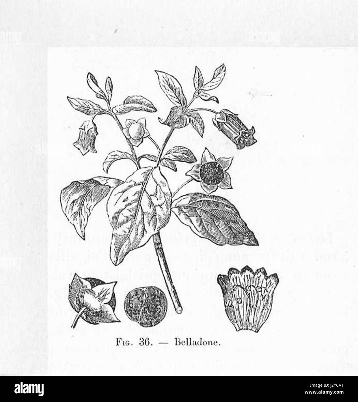 Deadly poisonous plant Black and White Stock Photos & Images - Alamy