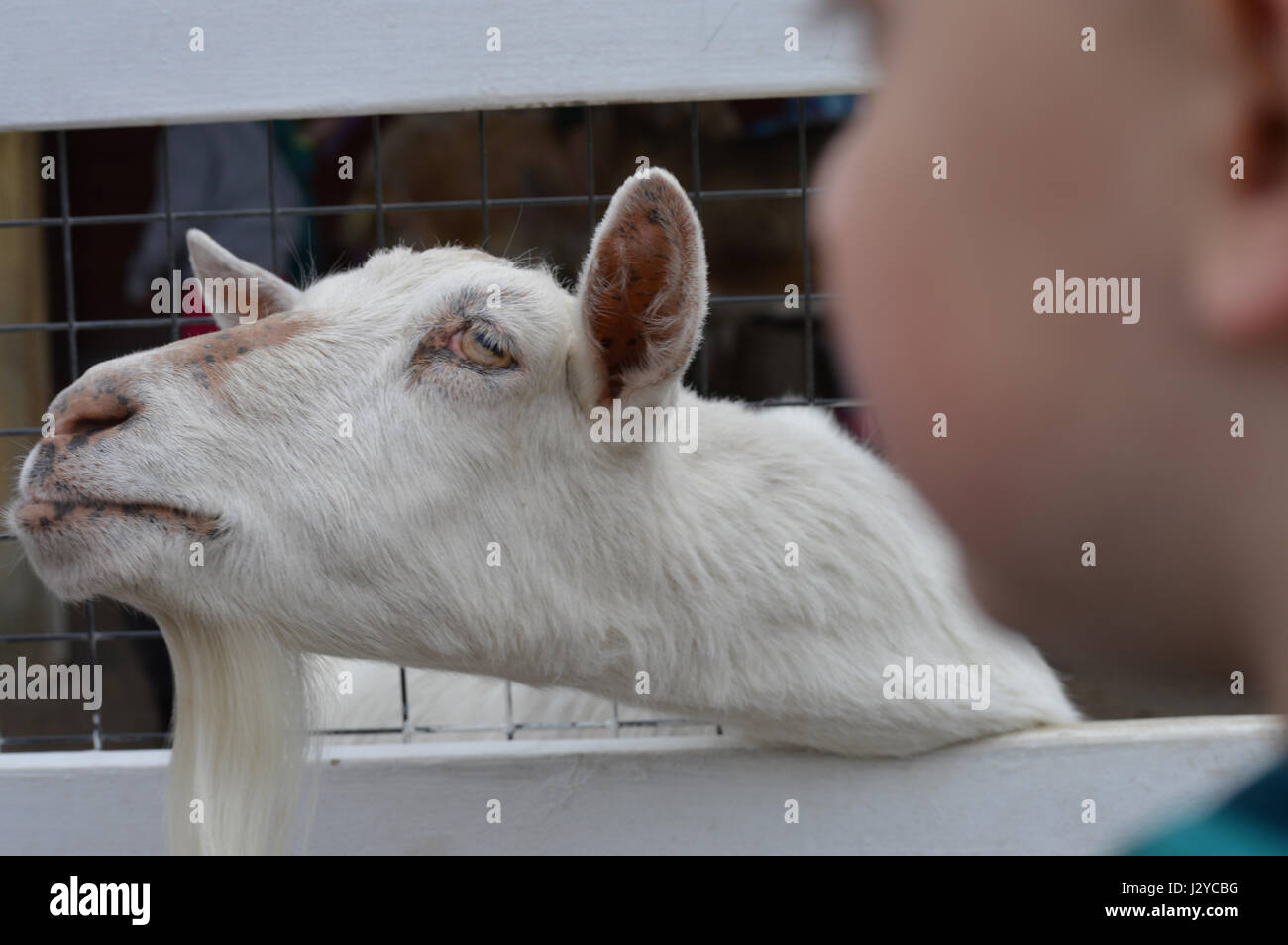 Kid feeding a goat at the farm Stock Photo - Alamy