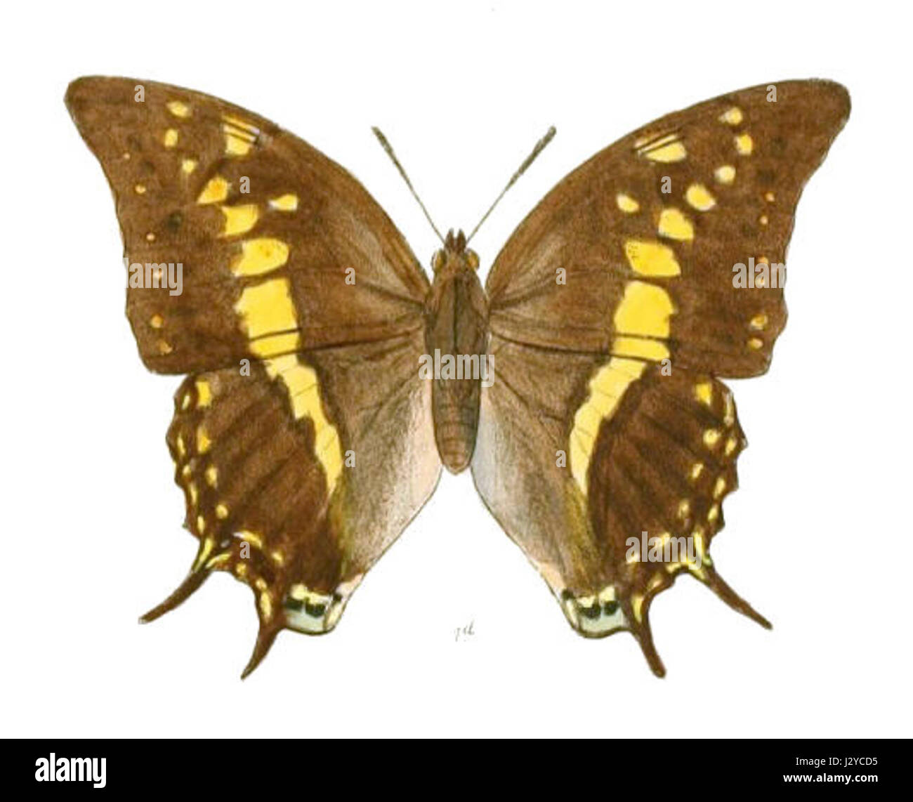 1d art Cut Out Stock Images & Pictures - Alamy