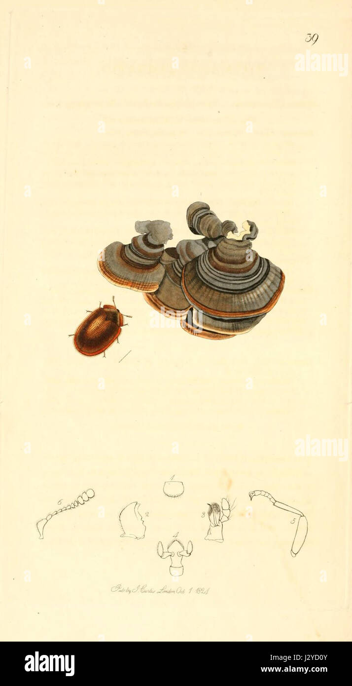 Detailed depiction of various species of insects hi-res stock ...