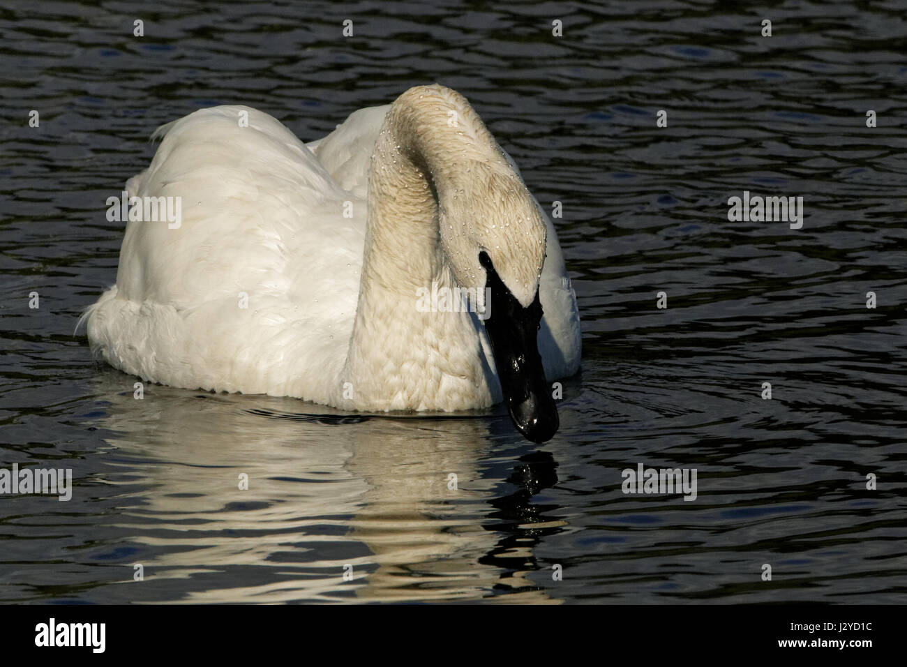 The american swan hi-res stock photography and images - Alamy