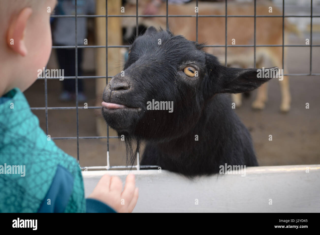 Kid feeding a goat at the farm Stock Photo - Alamy