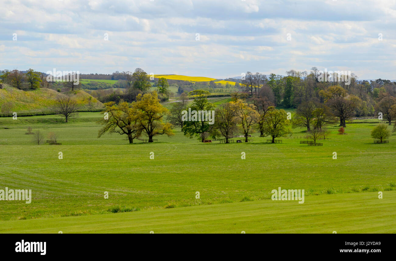 Cheviot Hills with flowering rape fields, viewed from Floors Castle in ...
