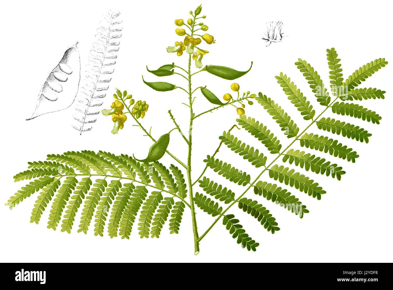 This image depicts the Caesalpinia sappan, a tree native to Southeast ...