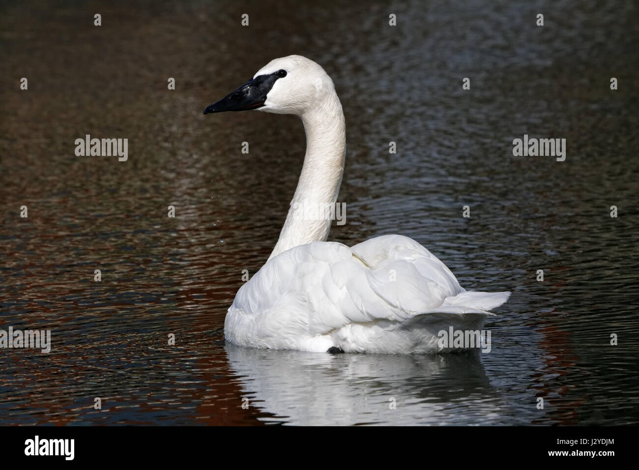 Swan canada hi-res stock photography and images - Alamy