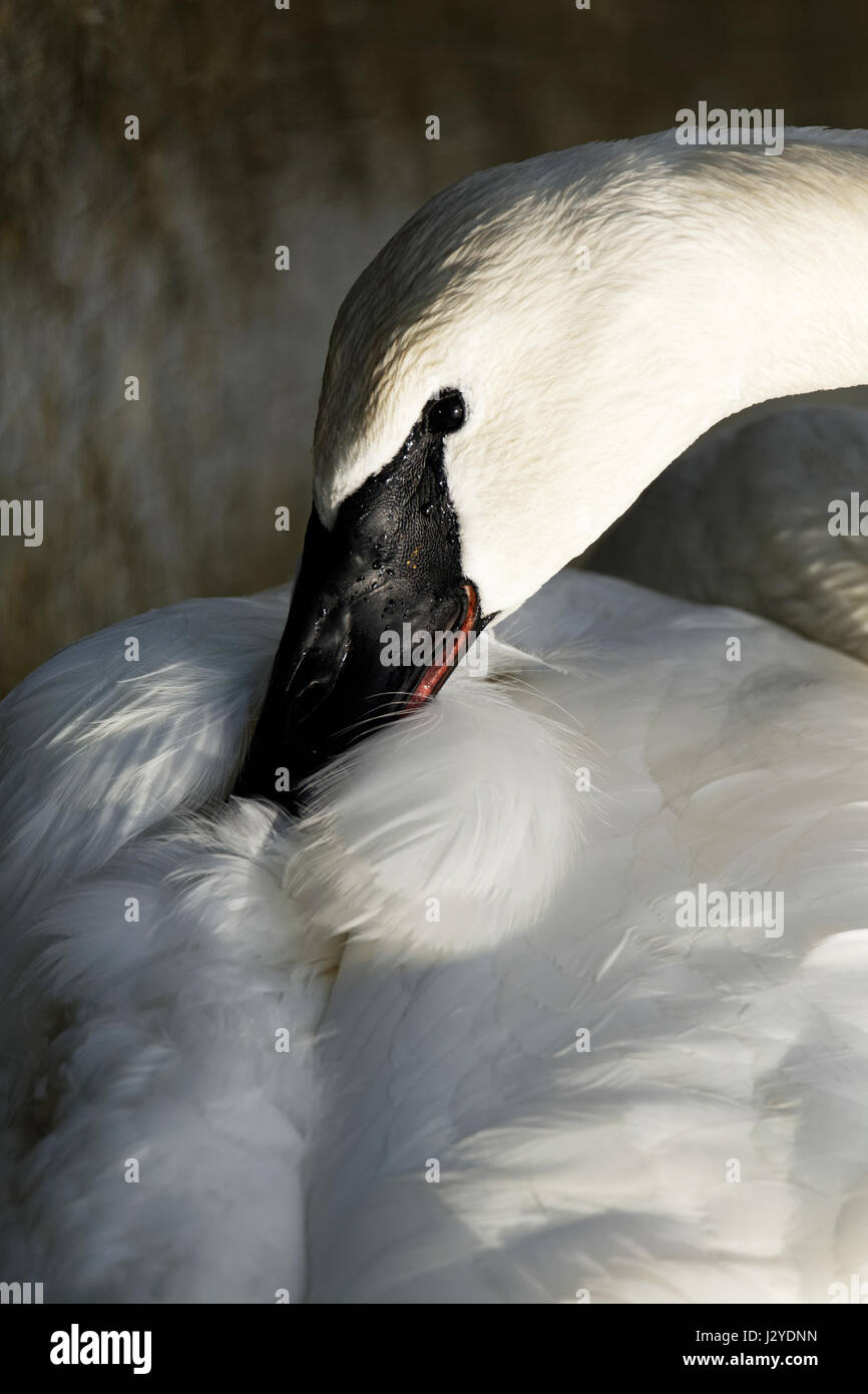 Trumpeter Swan Portrait Stock Photo - Alamy