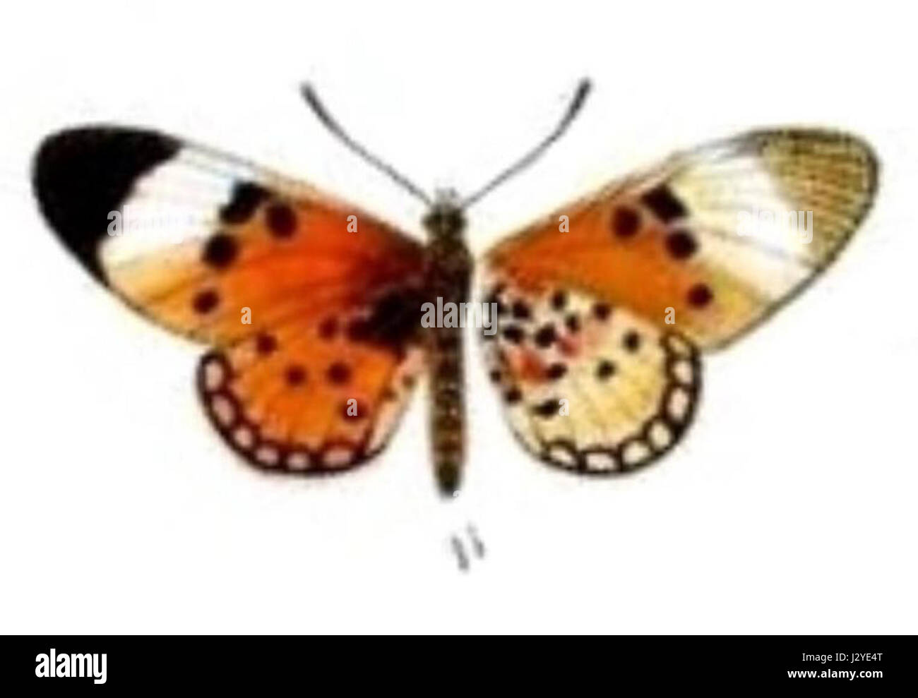 Acrita hi-res stock photography and images - Alamy