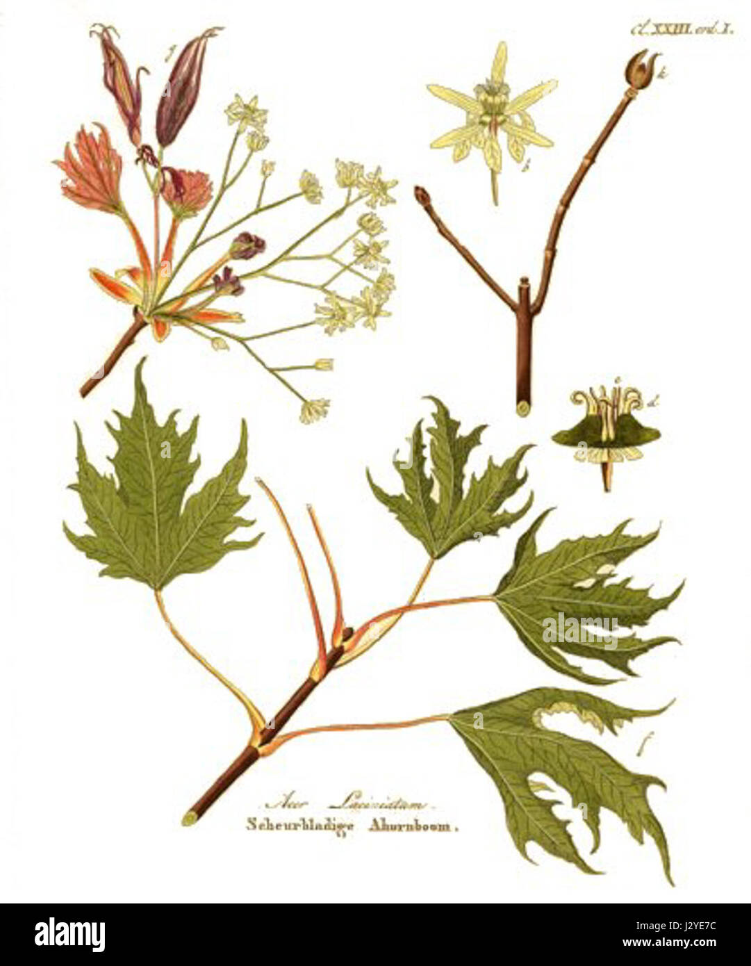 Acer platanoides, commonly known as Norway maple, is a deciduous tree ...