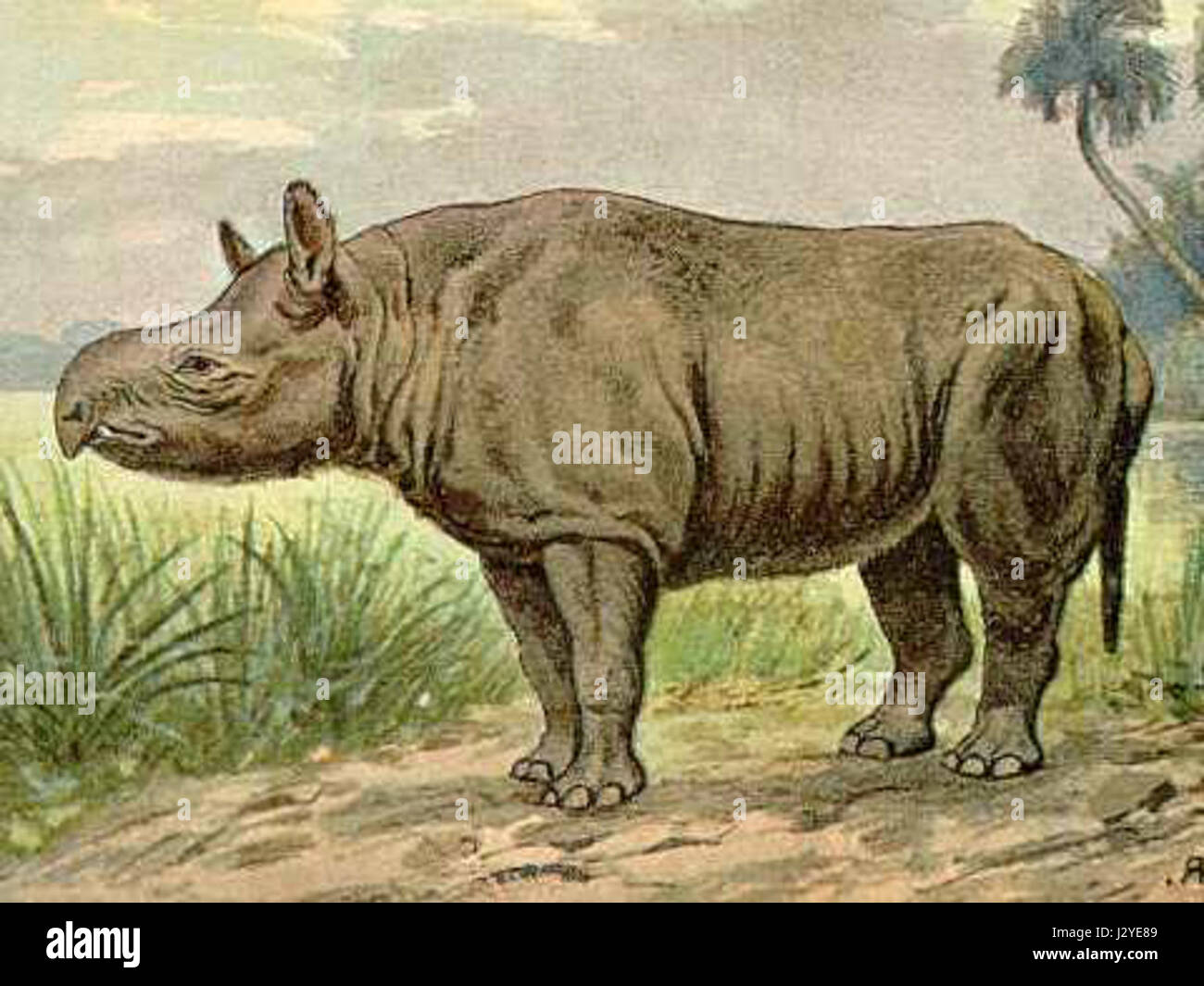 Aceratherium hi-res stock photography and images - Alamy