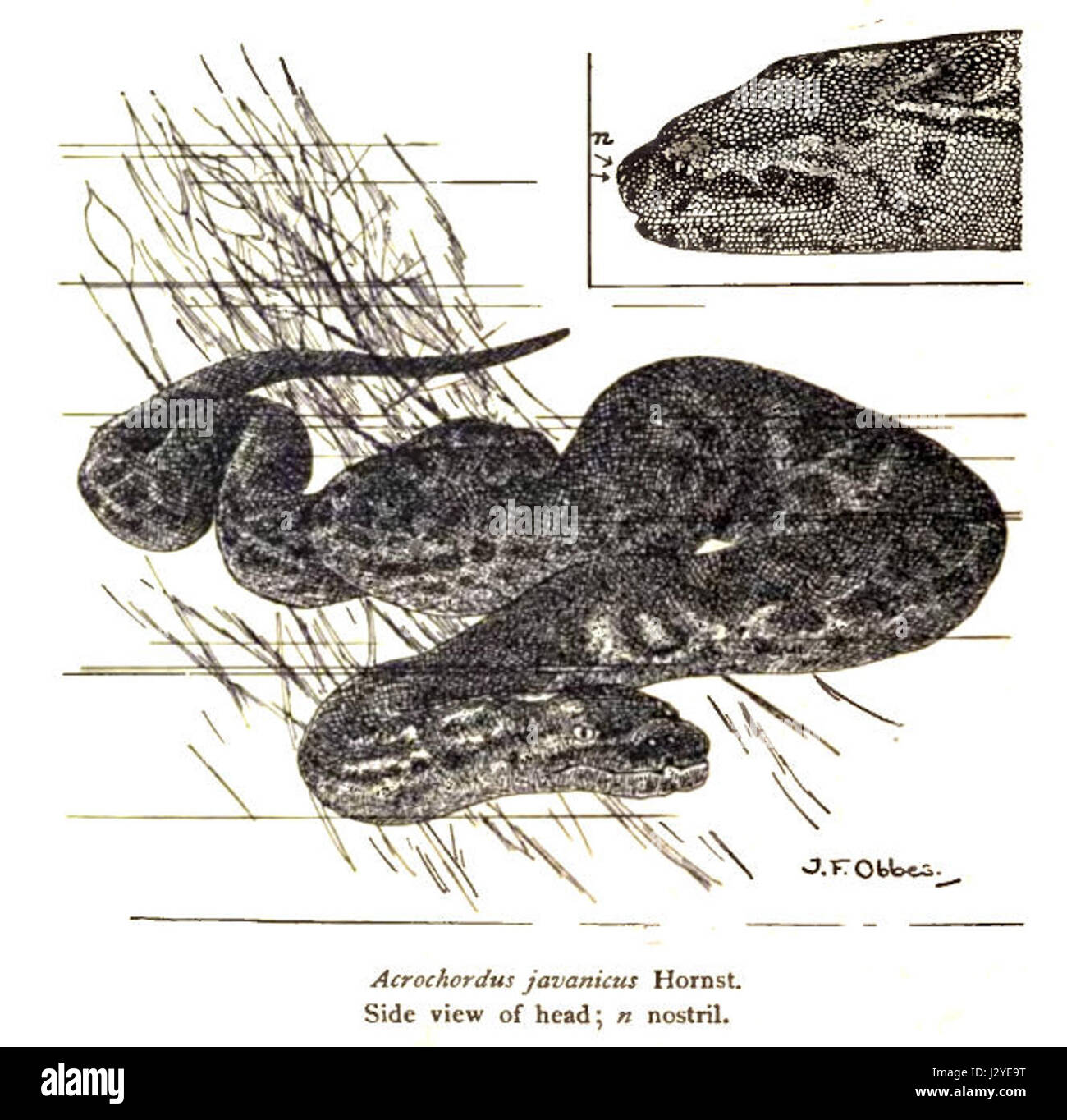 File snake hi-res stock photography and images - Alamy