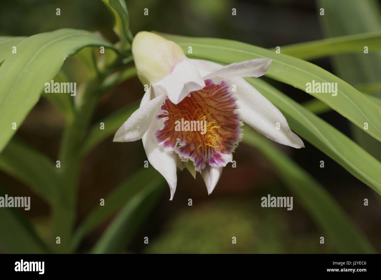 Thunia hi-res stock photography and images - Alamy