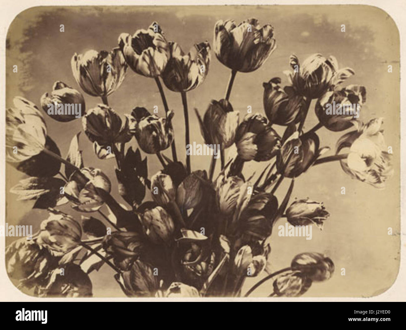 Adolphe Braun was a renowned French photographer, and his work titled ...