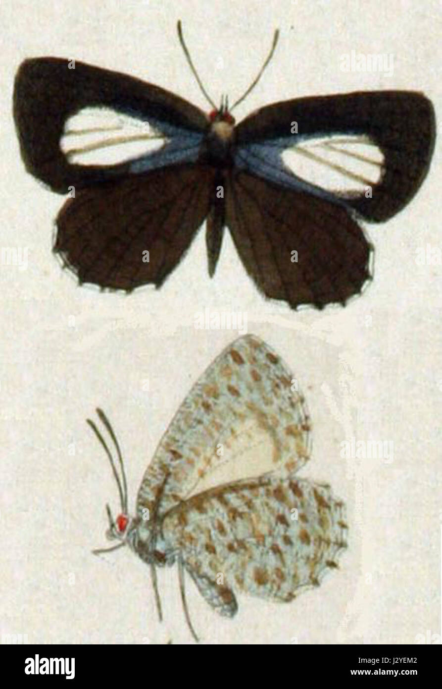 Allotinus major is a species of butterfly belonging to the family ...