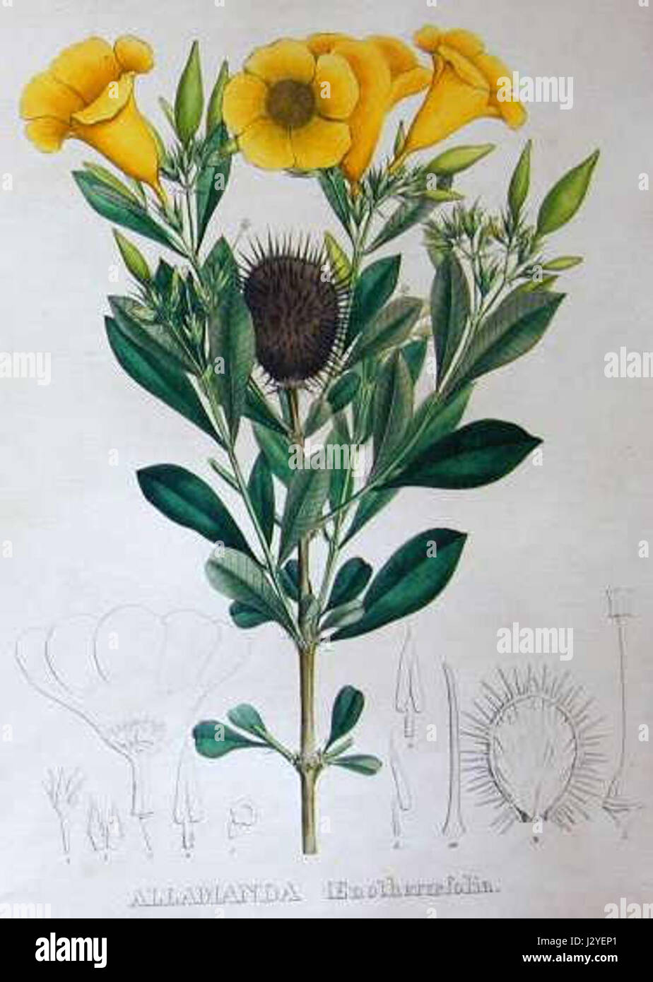 An illustration of Allamanda oenotherifolia, a flowering plant known ...