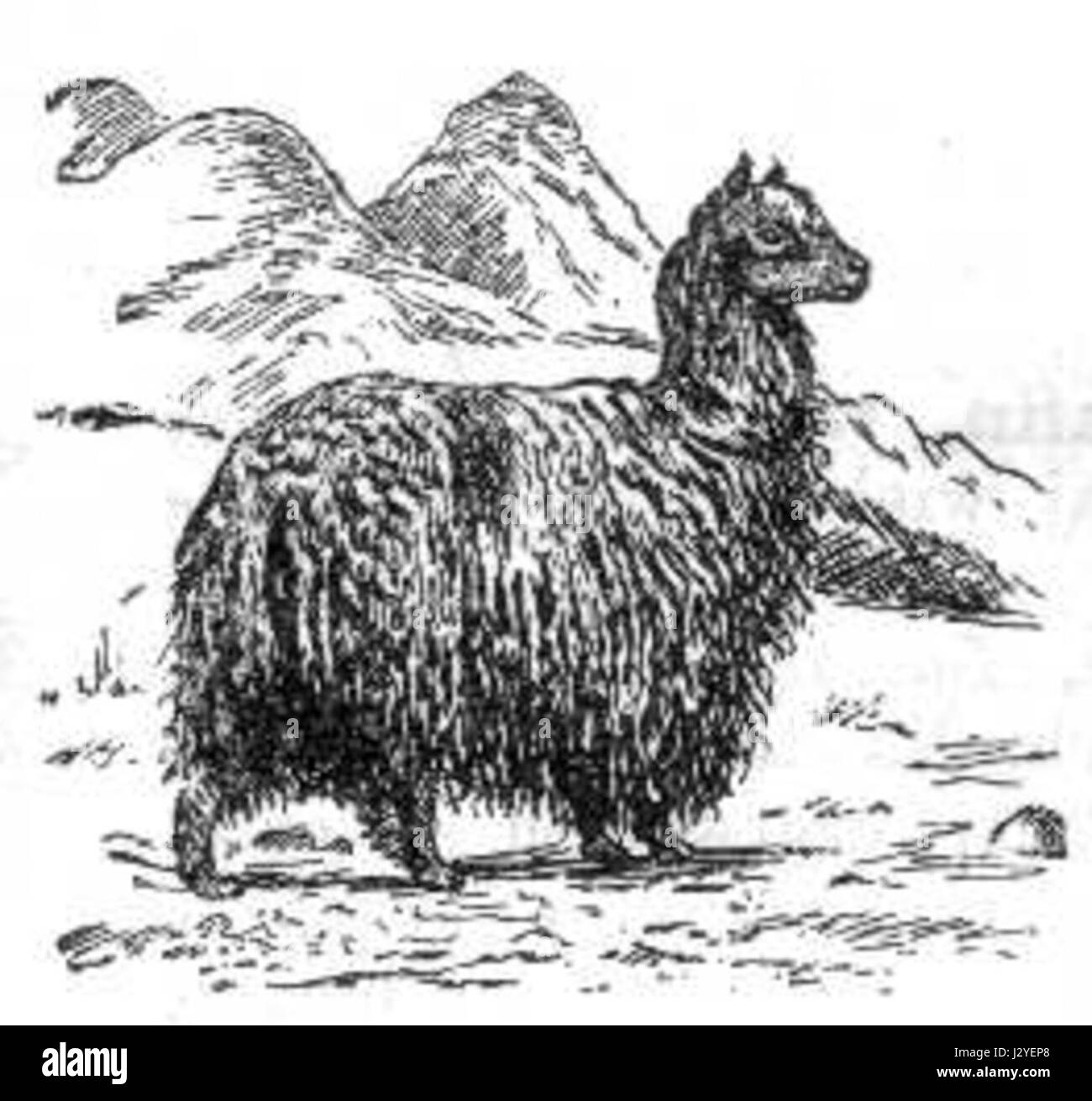 Domesticated species south america Black and White Stock Photos ...