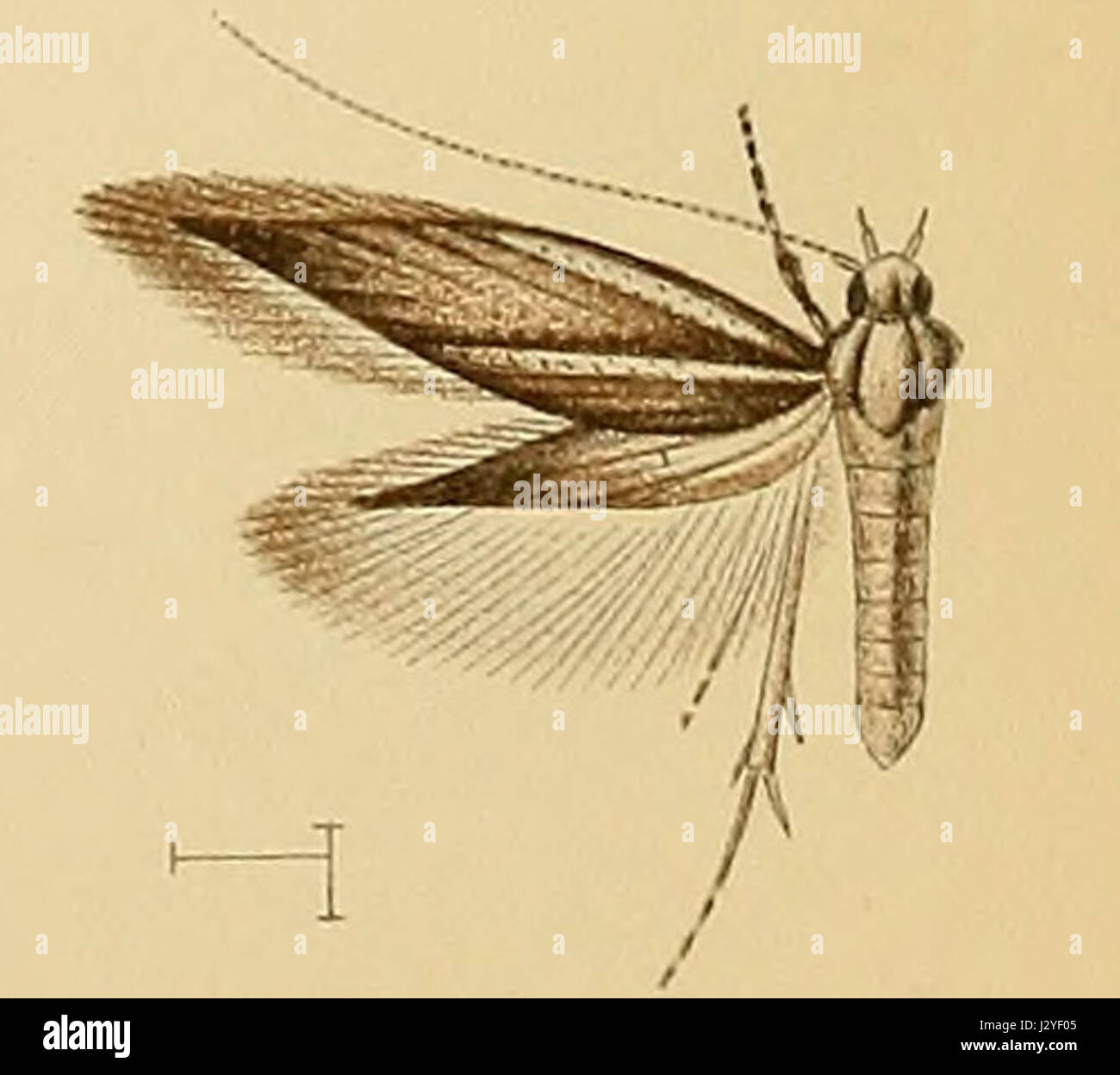 Ambloma brachyptera hi-res stock photography and images - Alamy