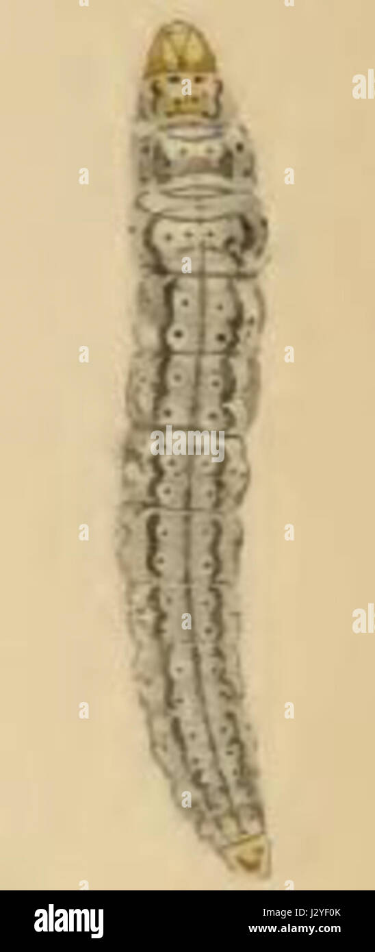 The Altenia scriptella larva is the juvenile stage of a species known ...