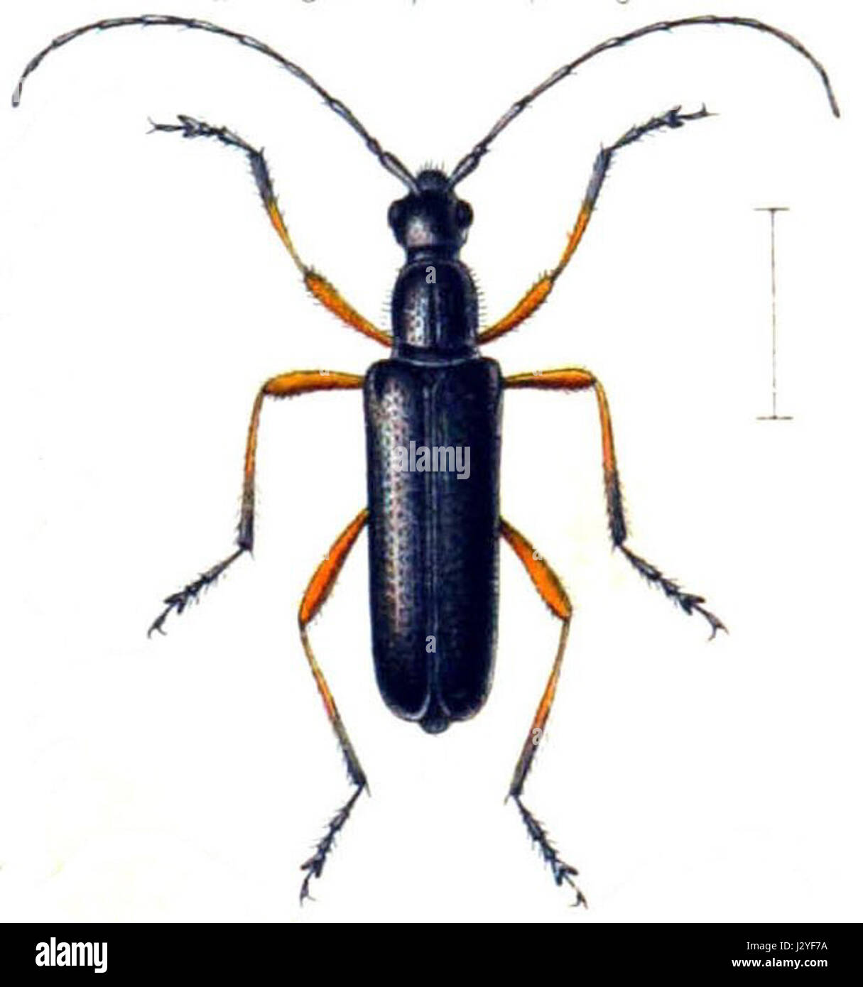 Characteristic species Cut Out Stock Images & Pictures - Alamy