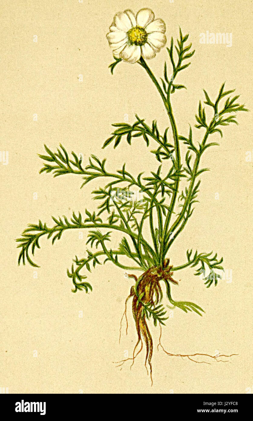 Anthemis styriaca, a species within the genus Anthemis, is native to ...