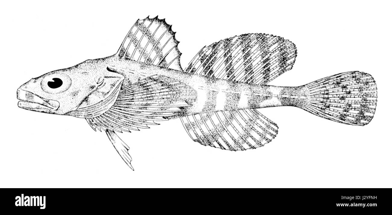 Stichaeidae hi-res stock photography and images - Alamy