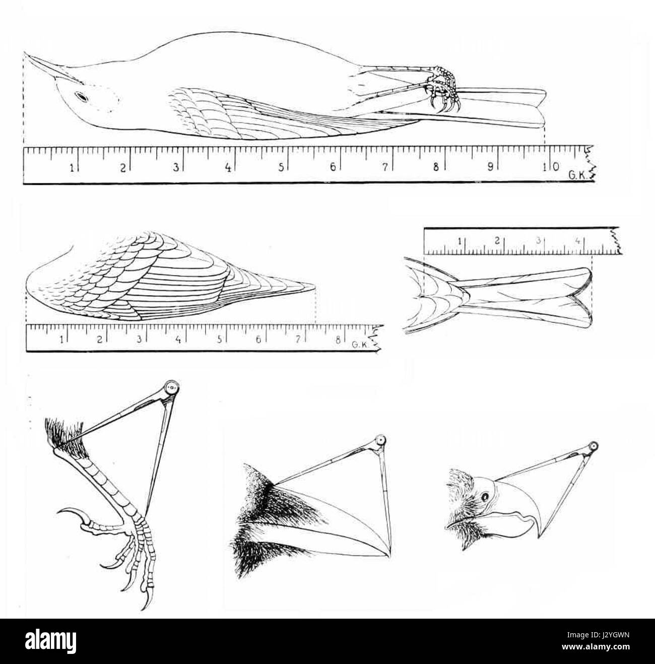 Morphometrics hi-res stock photography and images - Alamy