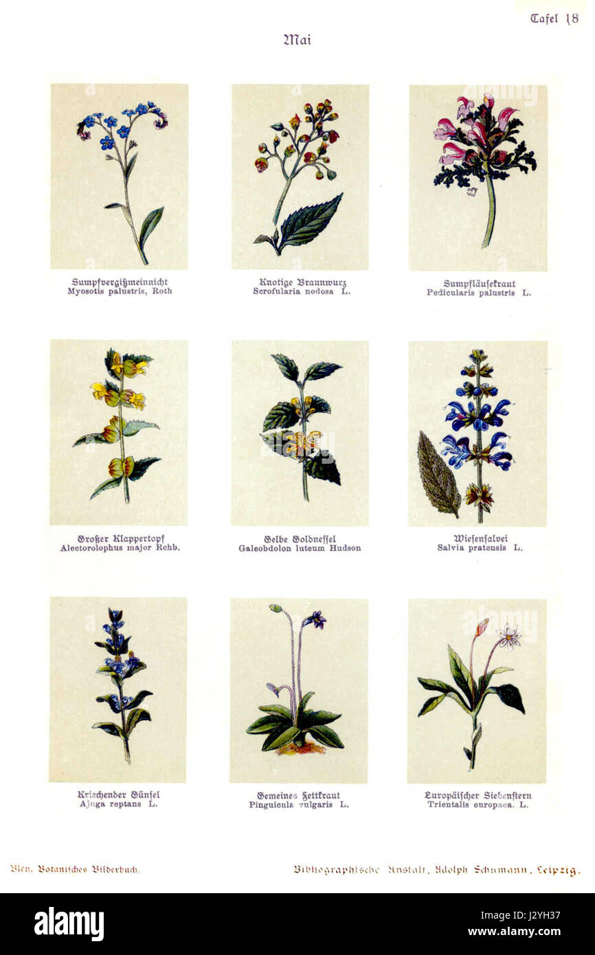 'Bley, Botanisches Bilderbuch 18' refers to a botanical picture book ...