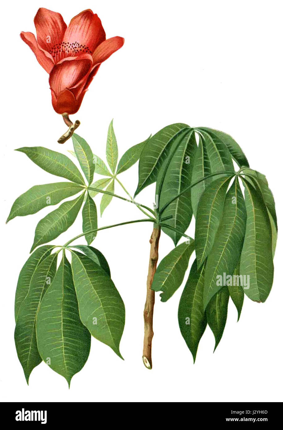 A detailed image or specimen of 'Bombax ceiba', a species of tree in ...