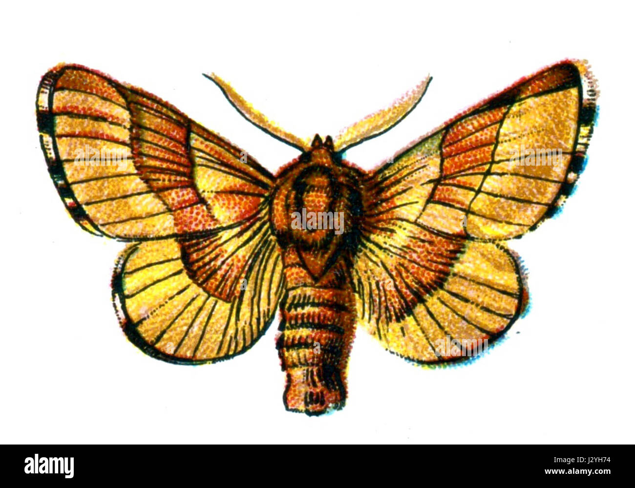 Silkworm life cycle hi-res stock photography and images - Alamy