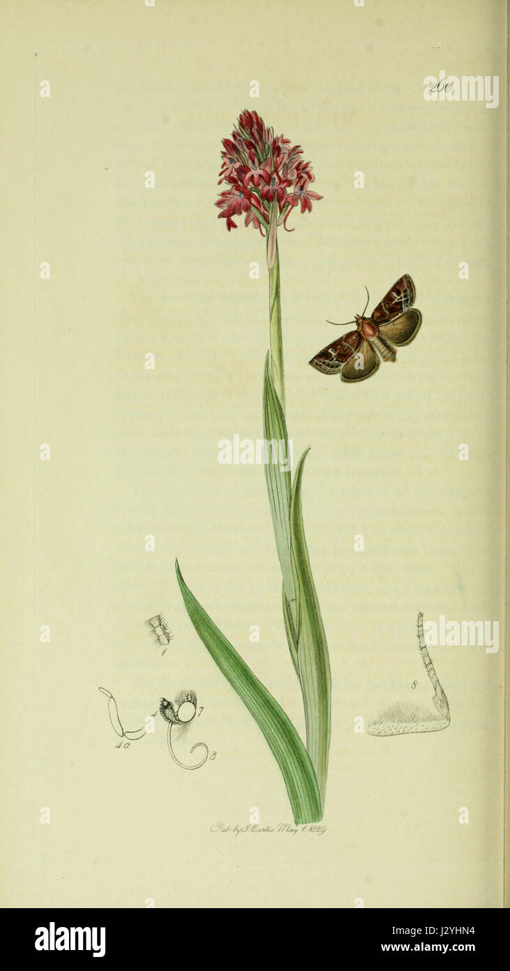 Series of detailed drawings of various insect species hi-res stock ...