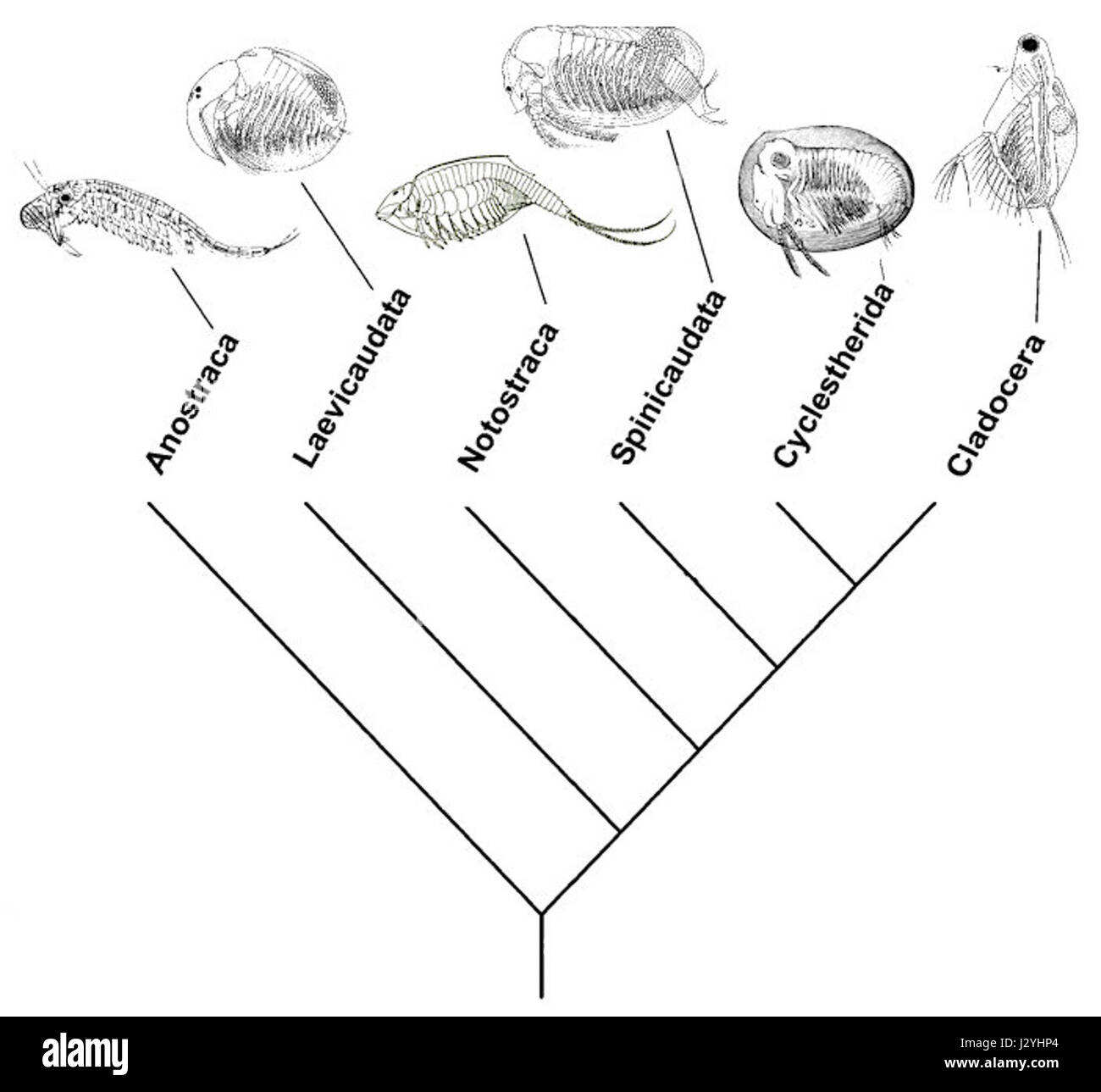 Branchiopoda refers to a group of small aquatic arthropods that include ...