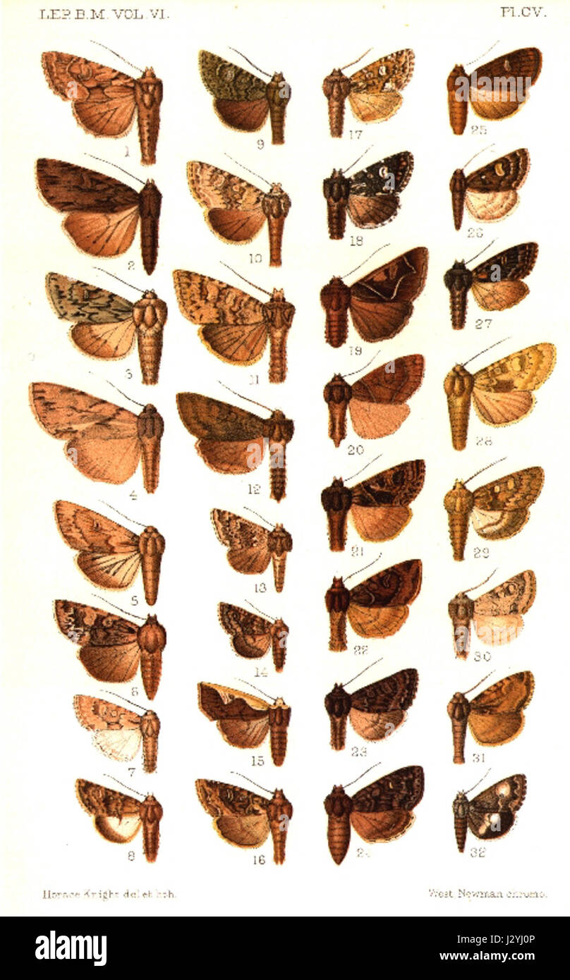 Plate cv hi-res stock photography and images - Alamy