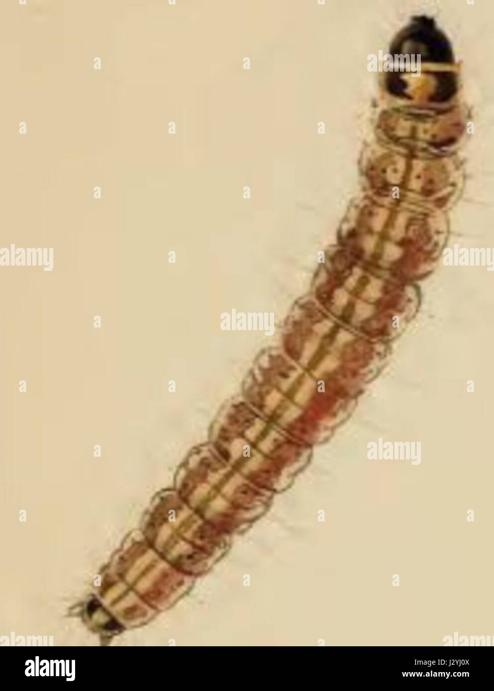 Bryotropha affinis is a species of moth whose larvae feed on mosses ...