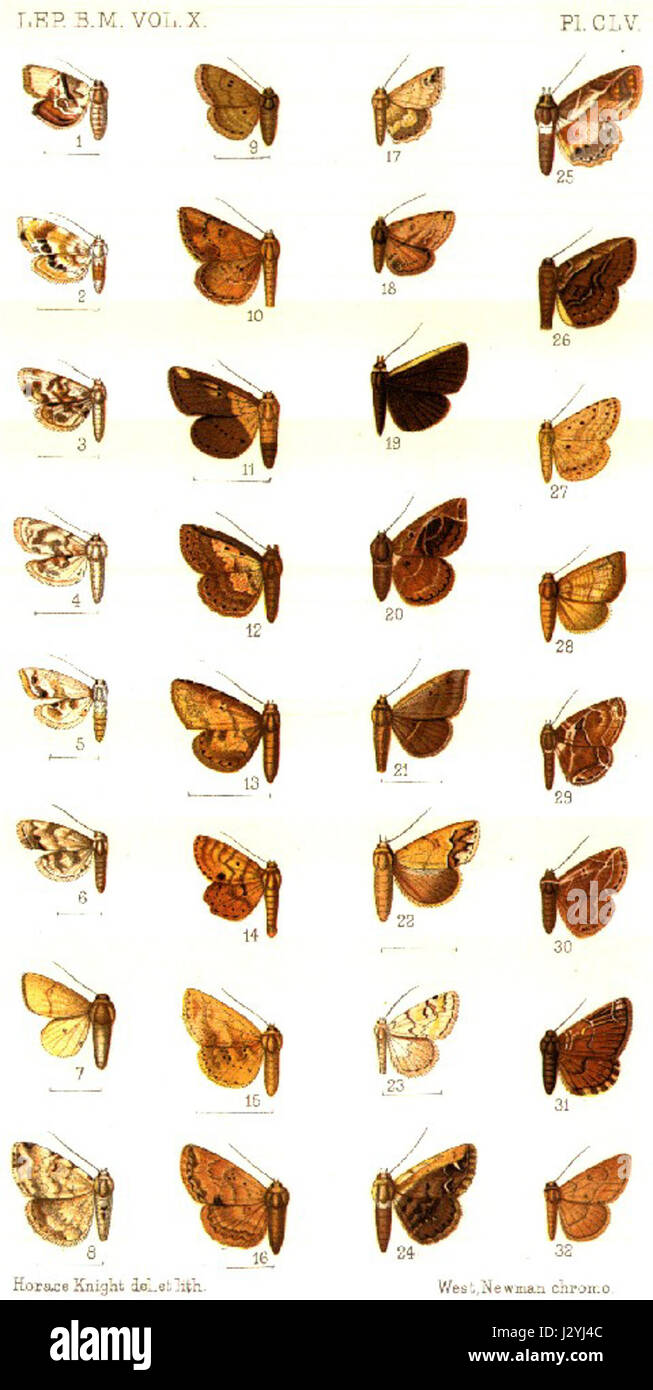 Plate clv hi-res stock photography and images - Alamy