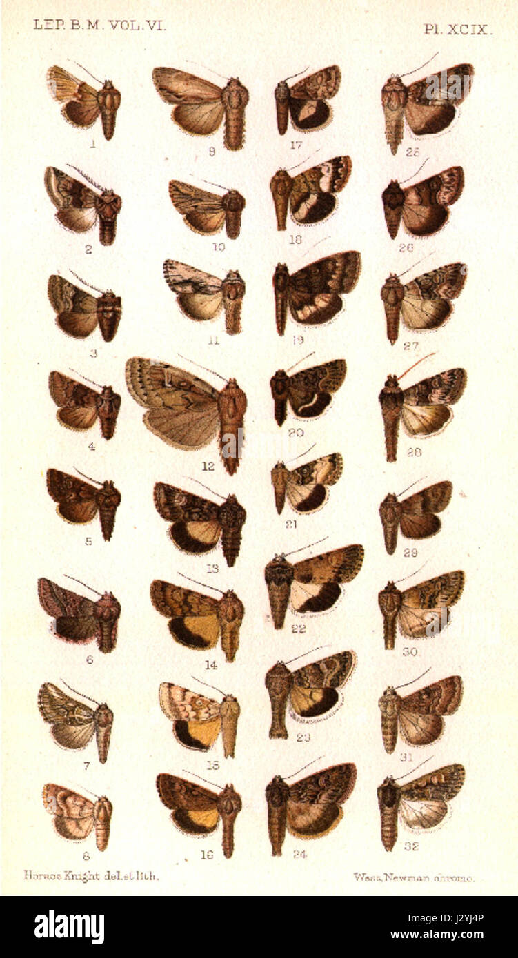 Plate xcix hi-res stock photography and images - Alamy