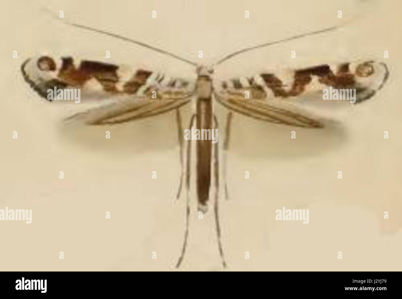 Illustration of Caloptilia syringella, a moth species belonging to the ...