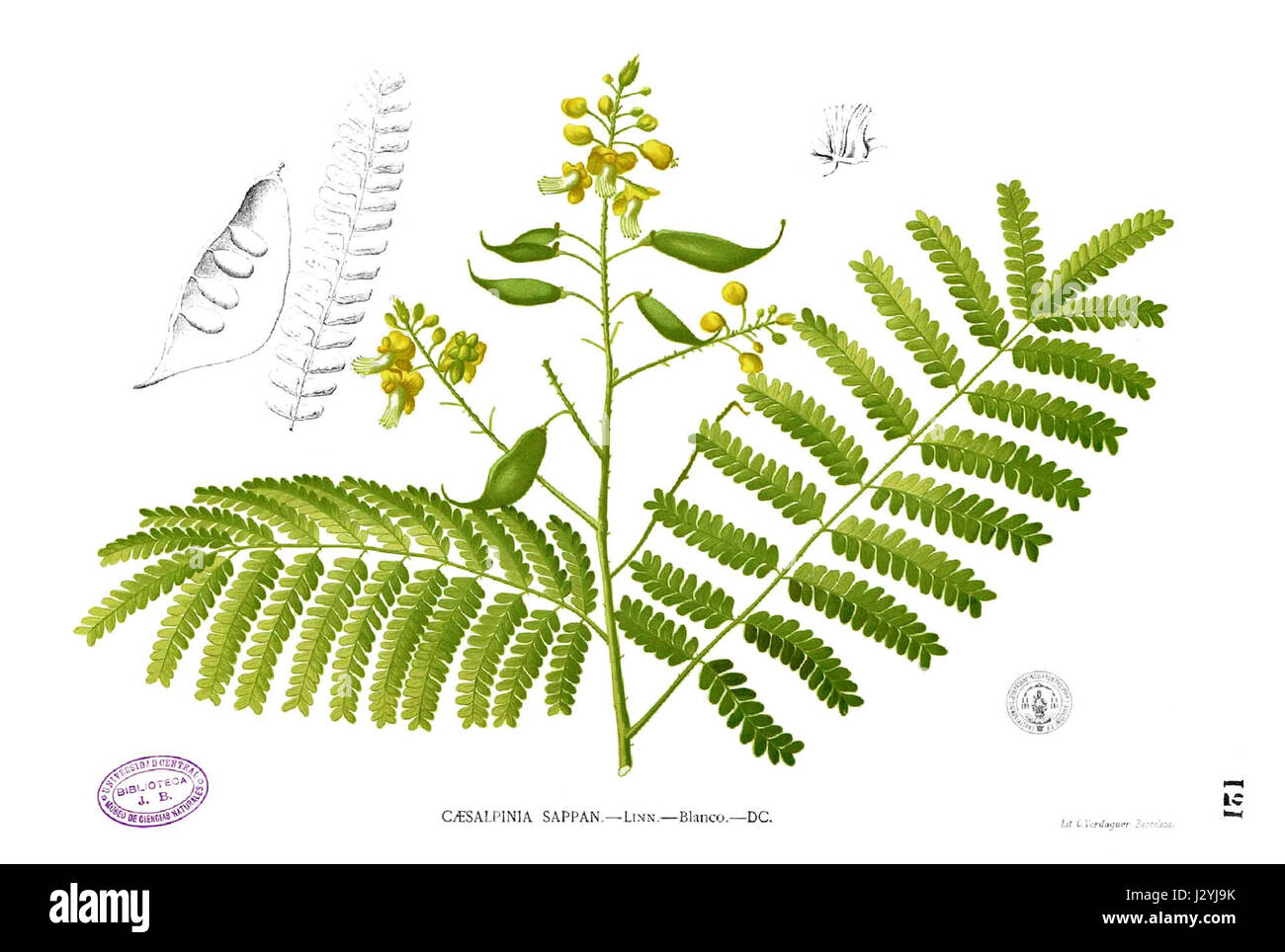 Caesalpinia sappan Blanco1.121 Stock Photo - Alamy