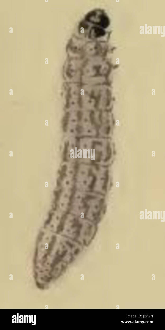 *Caryocolum tricolorella* is a species of moth in the family ...