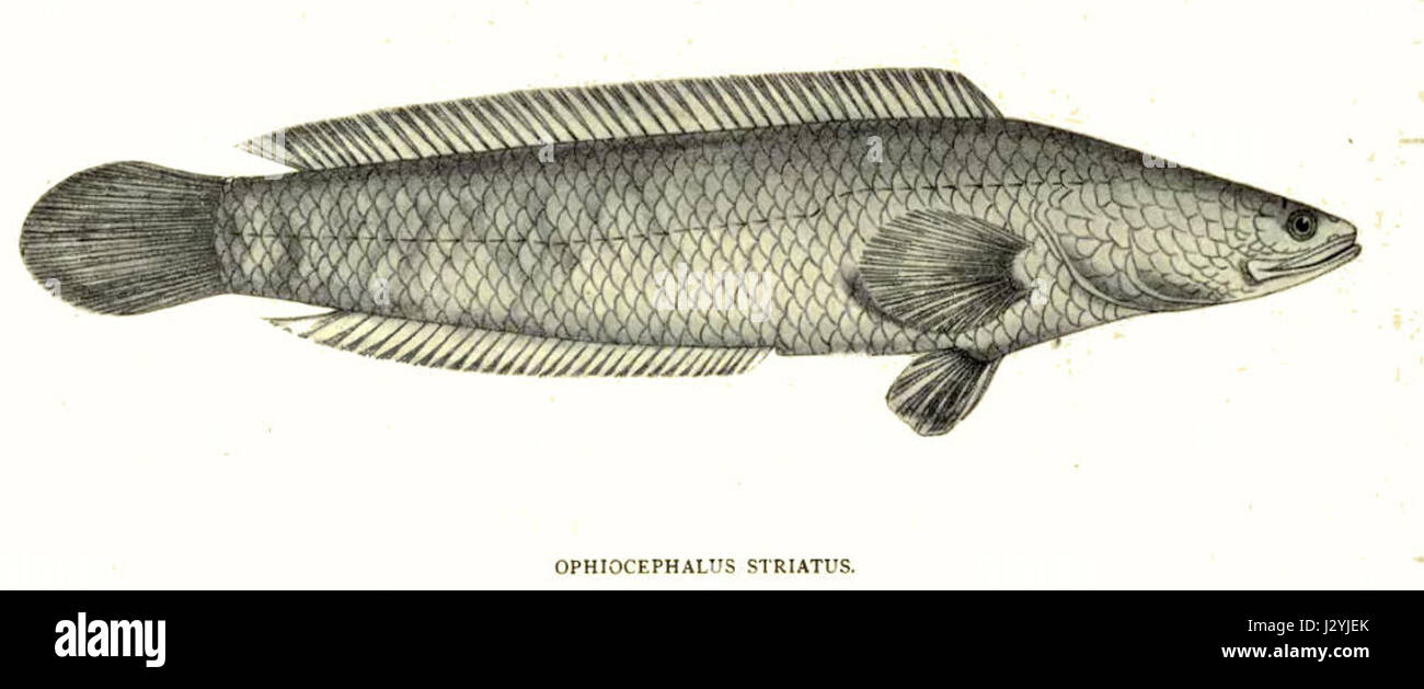 Channa striata, also known as the Striped Snakehead, is a species of ...