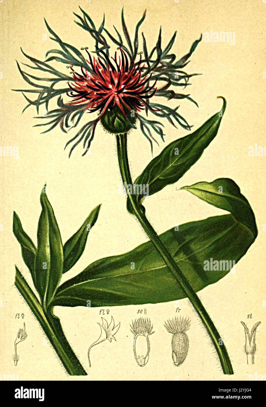 Centaurea alpina is a species of flowering plant native to alpine ...