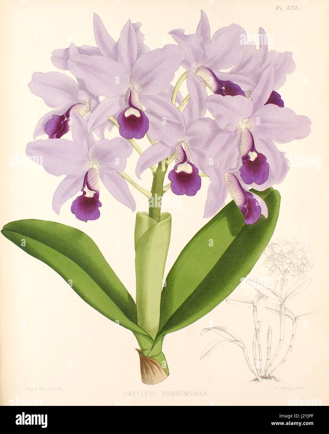 Cattleya illustration hi-res stock photography and images - Alamy