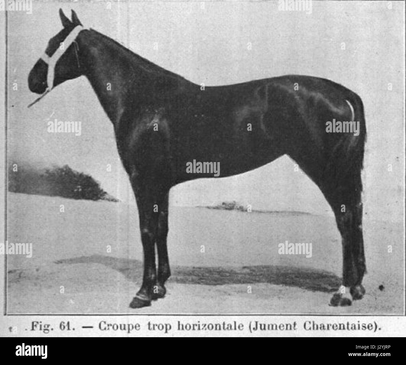 The Charentais horse is a rare breed of French horse known for its ...