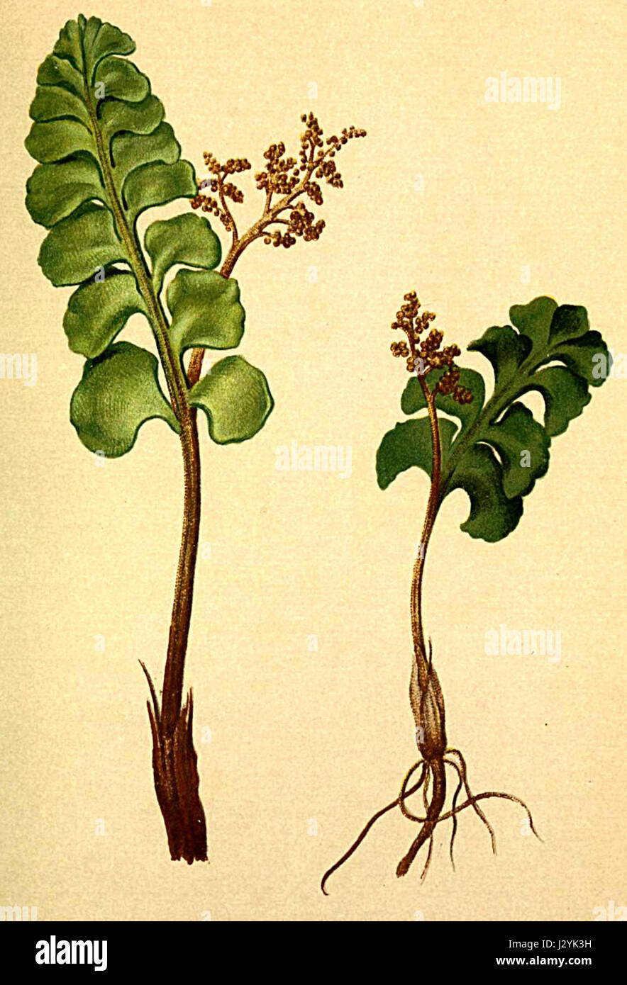 Botrychium Lunaria High Resolution Stock Photography and Images - Alamy