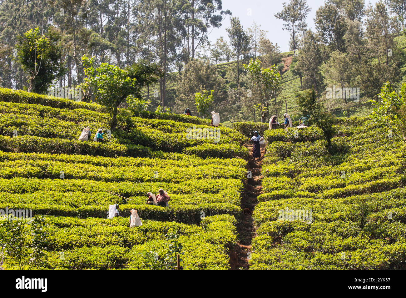 Tea Plantation workers harvesting in Sri Lanka Stock Photo - Alamy